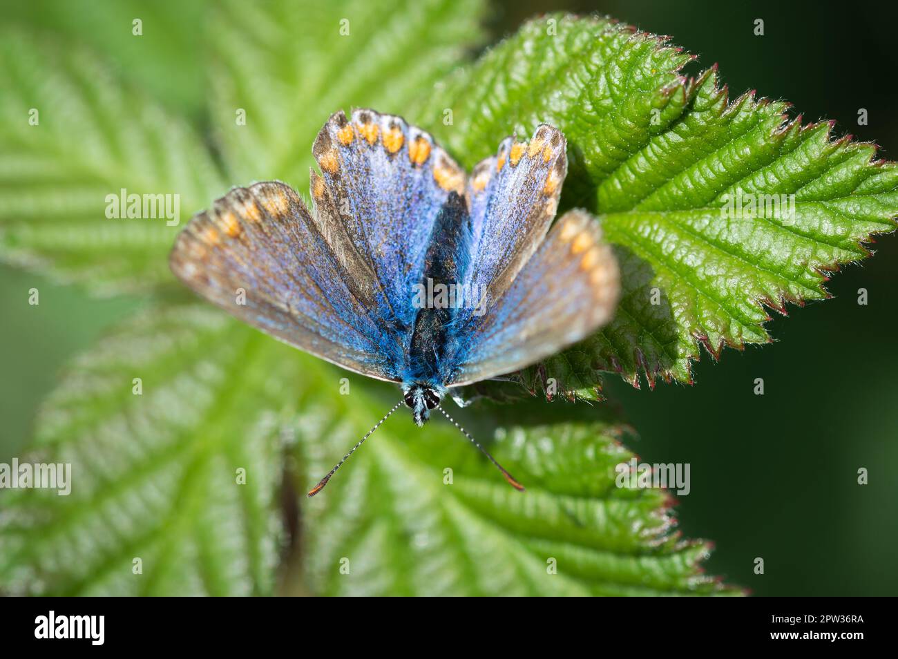 Common Blue butterfly female on bramble leaves Stock Photo - Alamy