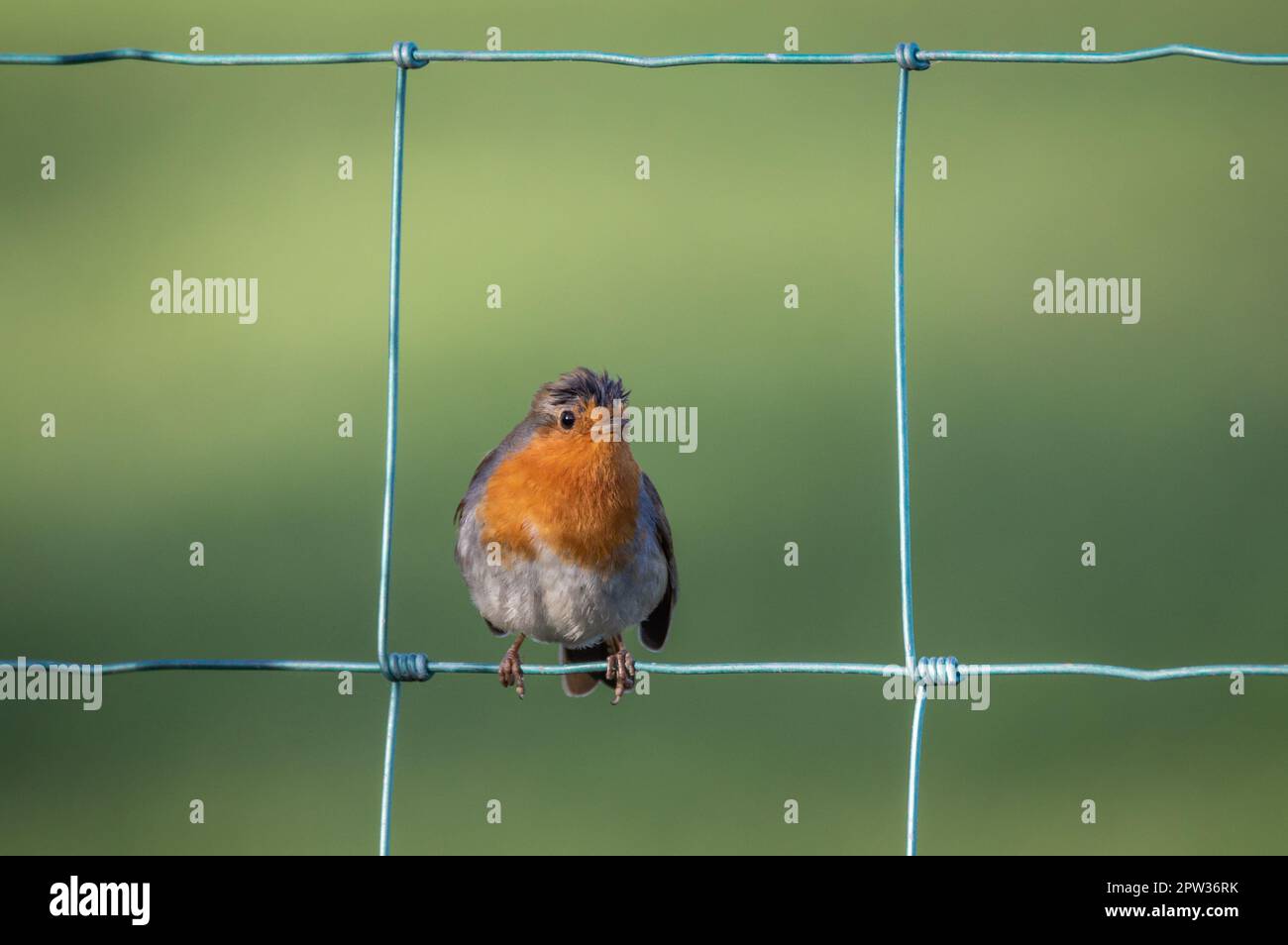 Robin clinging to a wire fence Stock Photo - Alamy