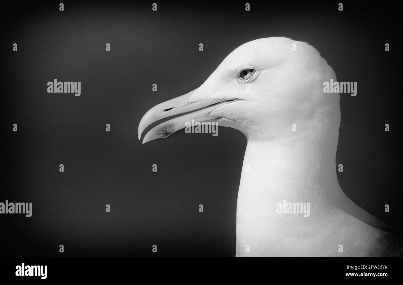 Portrait picture, animal portrait of a seagull Stock Photo - Alamy
