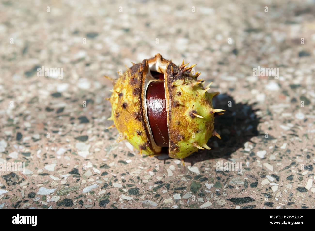 Chestnut, seeds with capsule of horse chestnut (Aesculus hippocastanum ...