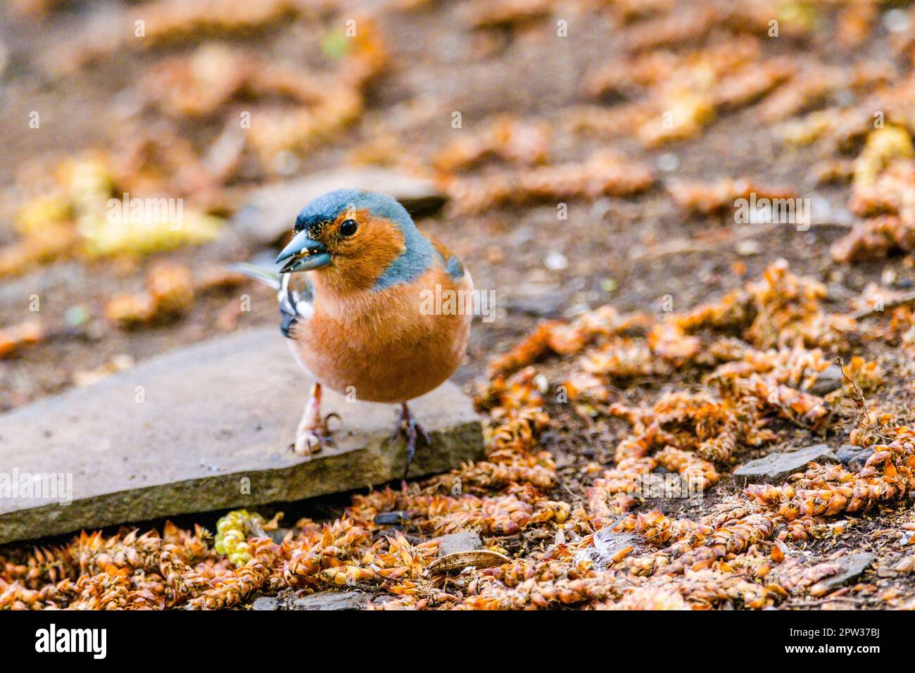 Beautiful songbird Common chaffinch in wildlife posing on ground Stock ...