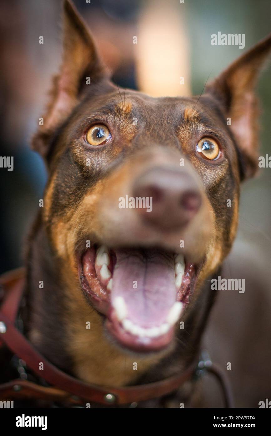 beautiful portrait dog breed doberman Stock Photo - Alamy