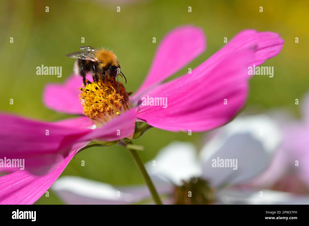 Bumblebee inside a pink garden cosmos flower, mexican aster, bee ...