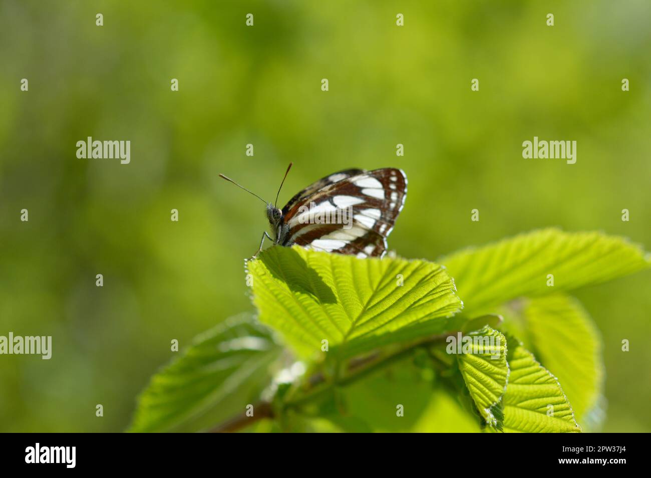 Common sailor, brown and white butterfly on a green leaf macro close up ...