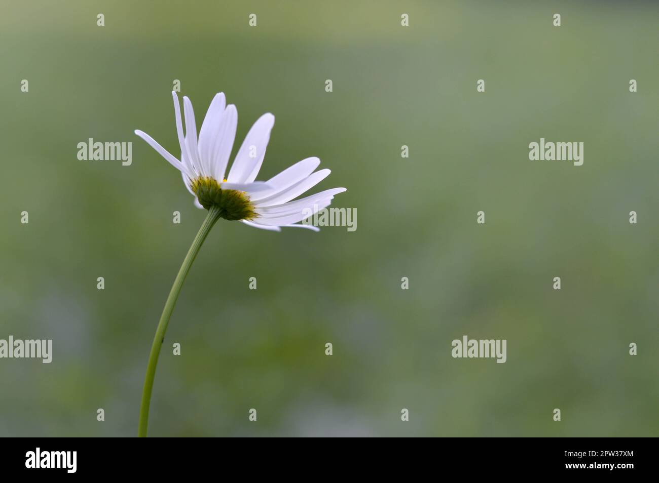 Ox-eye daisy, oxeye daisy, dog daisy, marguerite, white and yellow wild ...