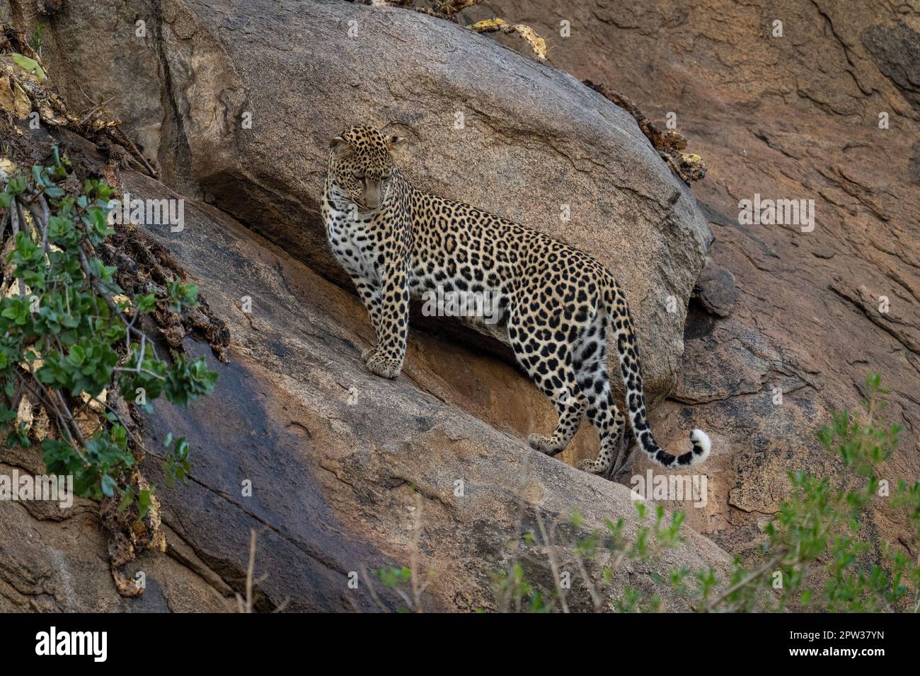 Leopard stands on sloping rock staring downwards Stock Photo - Alamy