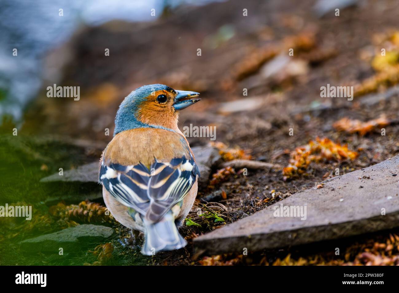 Beautiful songbird Common chaffinch in wildlife posing on ground Stock ...