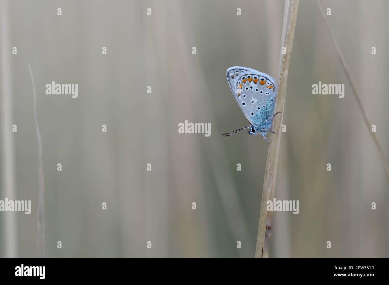 Common blue butterfly on a dry plant, small grey and blue butterfly in ...