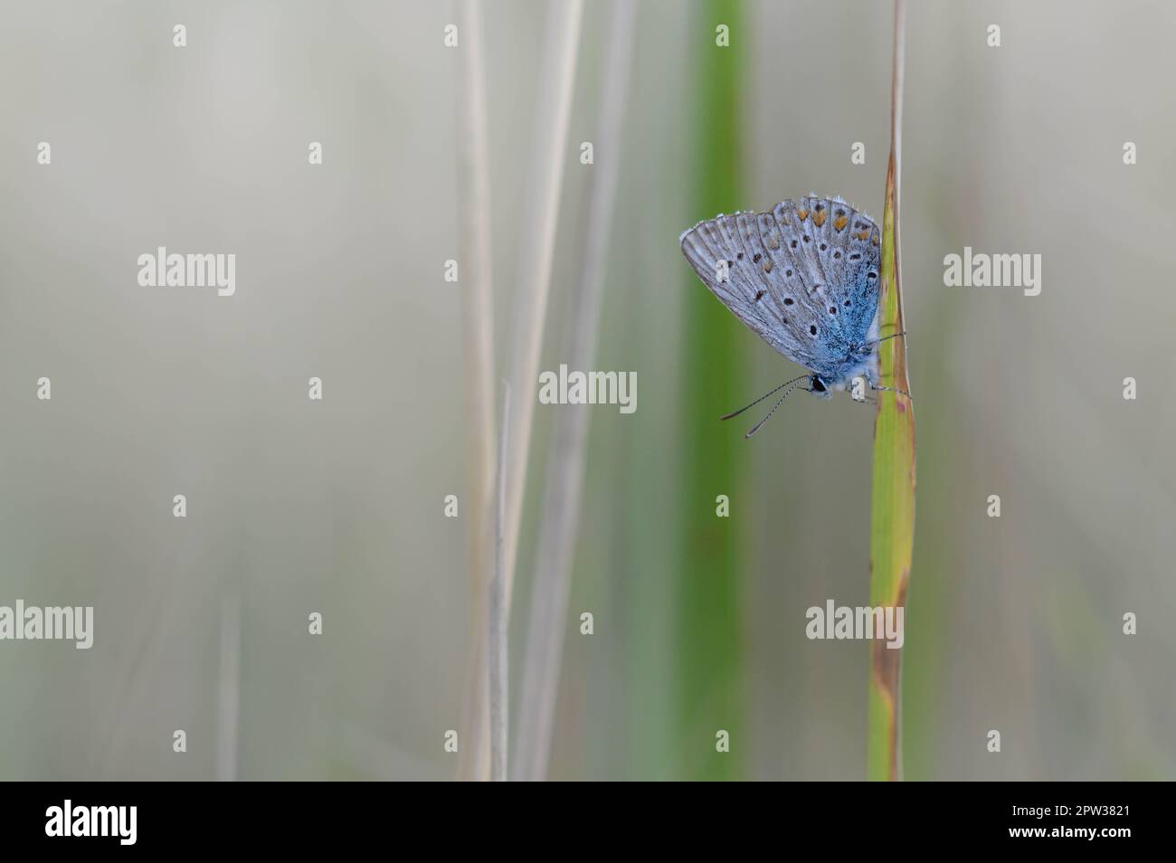 Common blue butterfly on a leaf in nature, close up macro, small grey ...