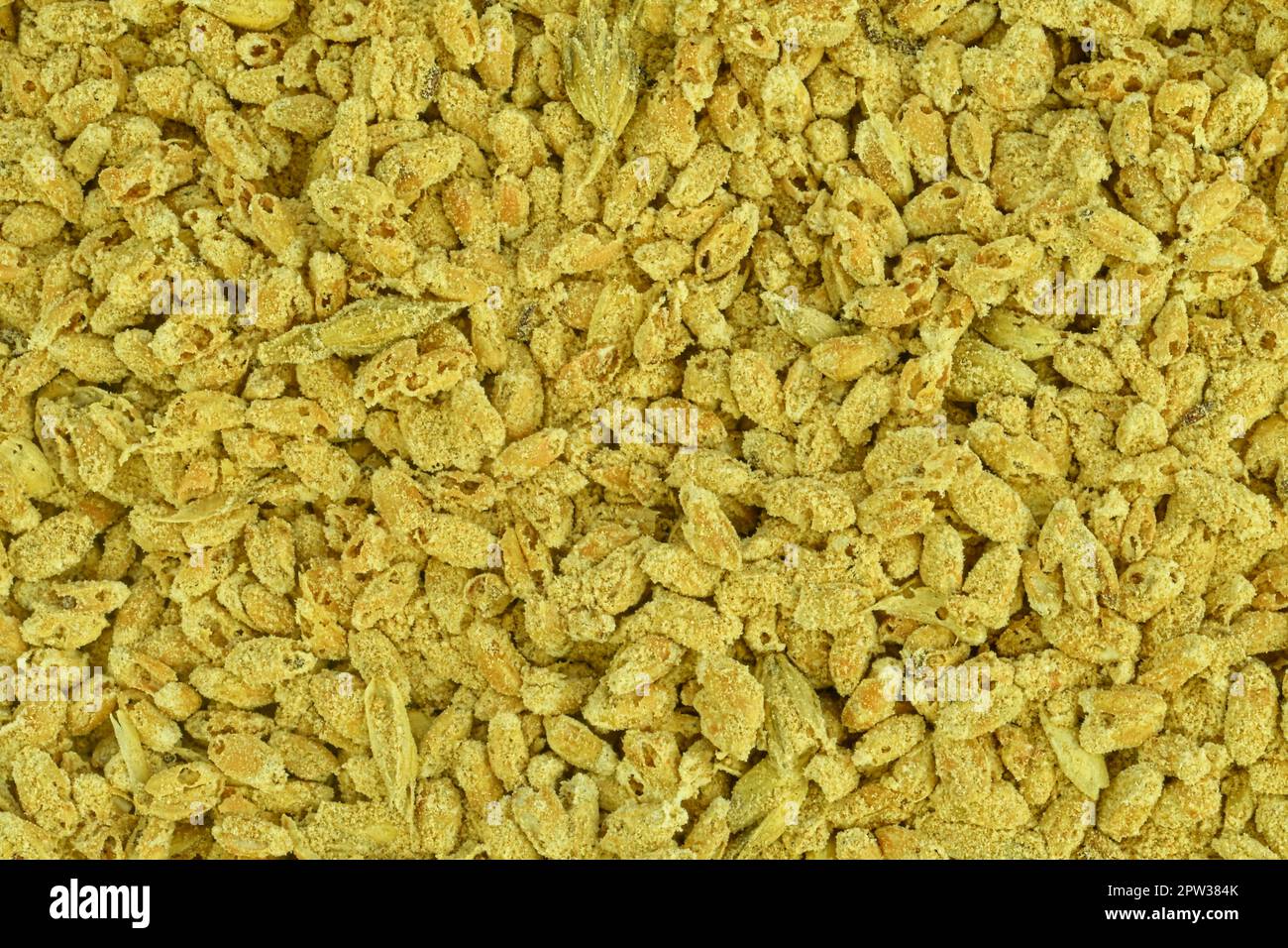 Full frame of rotten wheat grains. Moldy wheat grains. Mycotoxins ...
