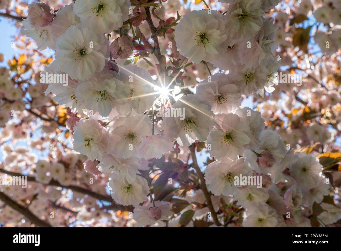 Double cherry blossoms in full bloom. A tree branch with flowers ...