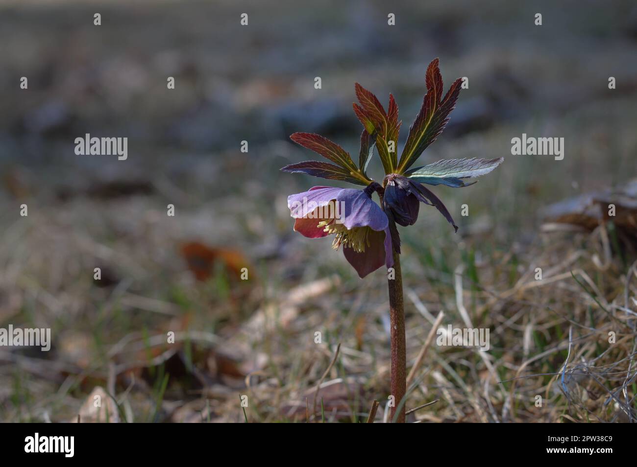 Early spring forest blooms hellebores, Helleborus purpurascens. Purple ...