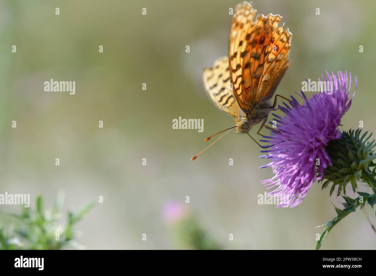 Silver-washed fritillary on a Spear Thistle, orange and black butterfly ...