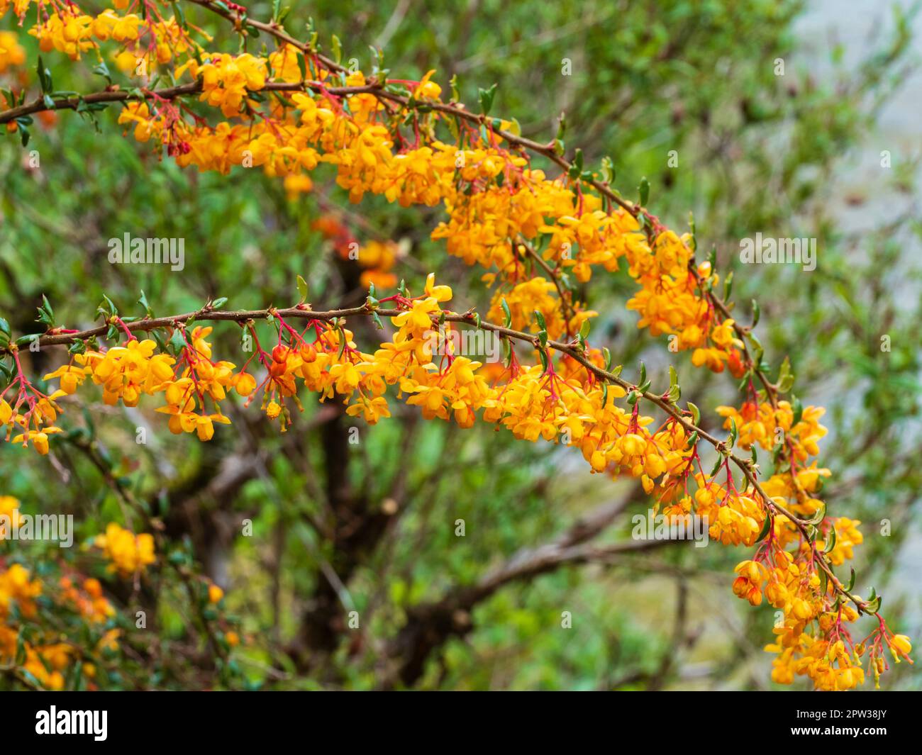 Orange spring flowers of the mounding evergreen hardy shrub, Berberis x ...