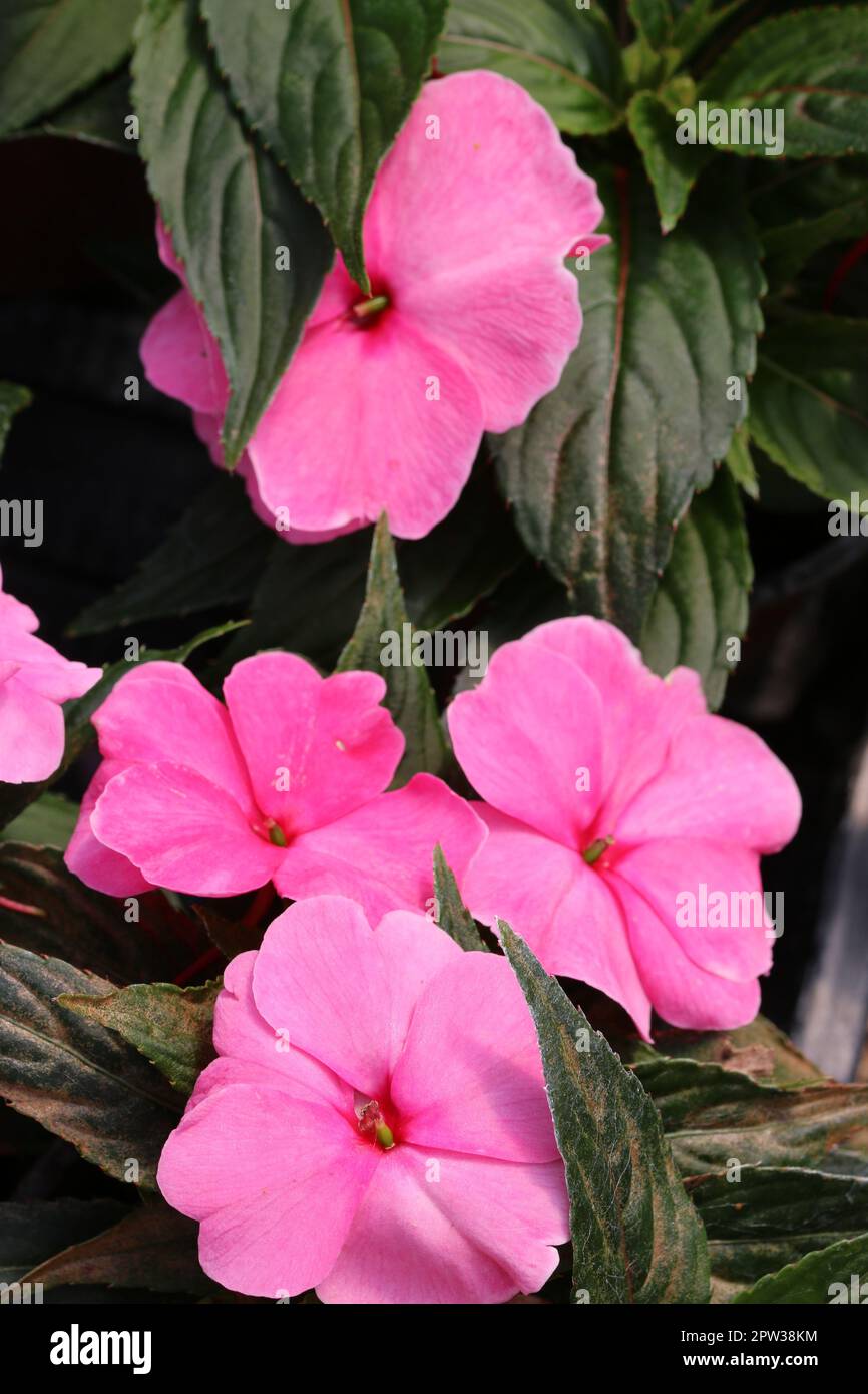 Pink busy lizzie, Impatiens new guinea group hybrid of unknown variety ...