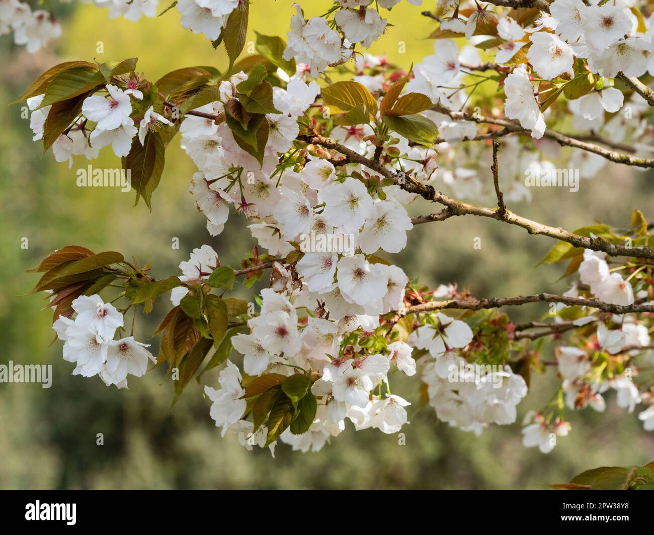 Spring blossom of the ornamental spring flowering great white cherry ...
