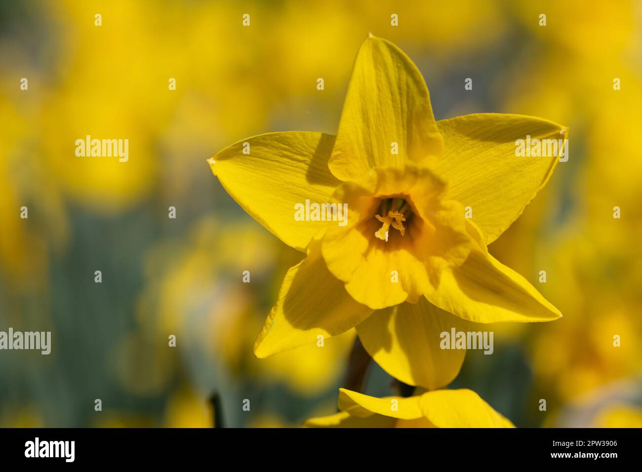 A bright yellow daffodil grows in a field of daffodils in spring Stock ...
