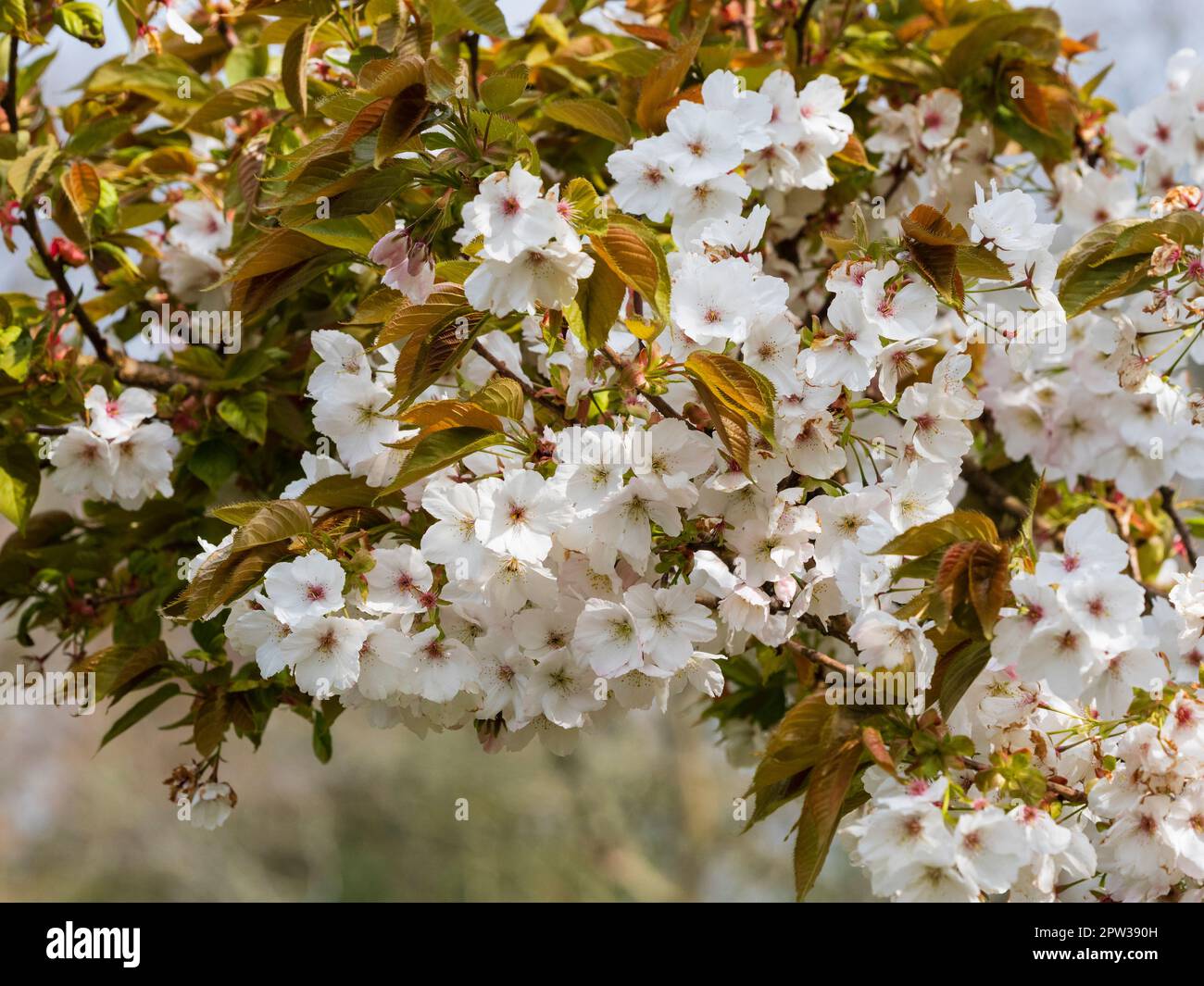 Spring blossom of the ornamental spring flowering great white cherry ...