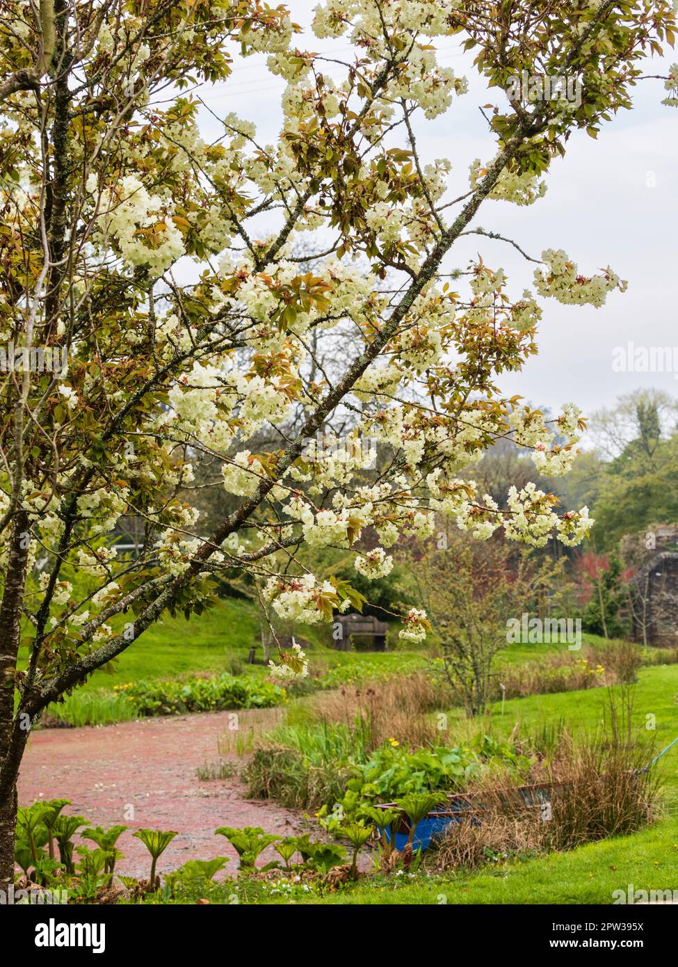 Ornamental flowering cherry, Prunus 'Ukon' flowering in the arboretum ...