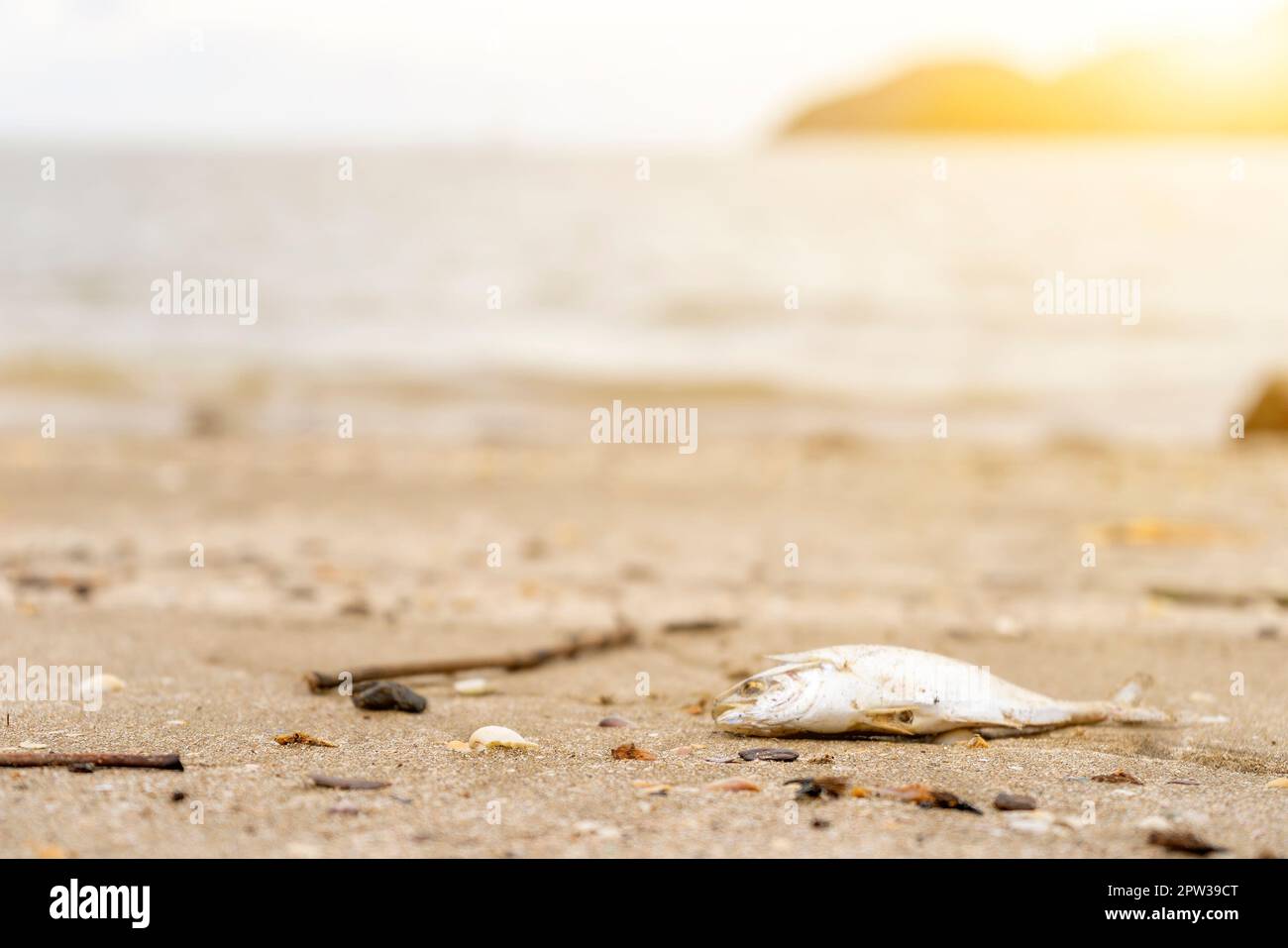 Dirty beaches and dead fish and sea Stock Photo - Alamy