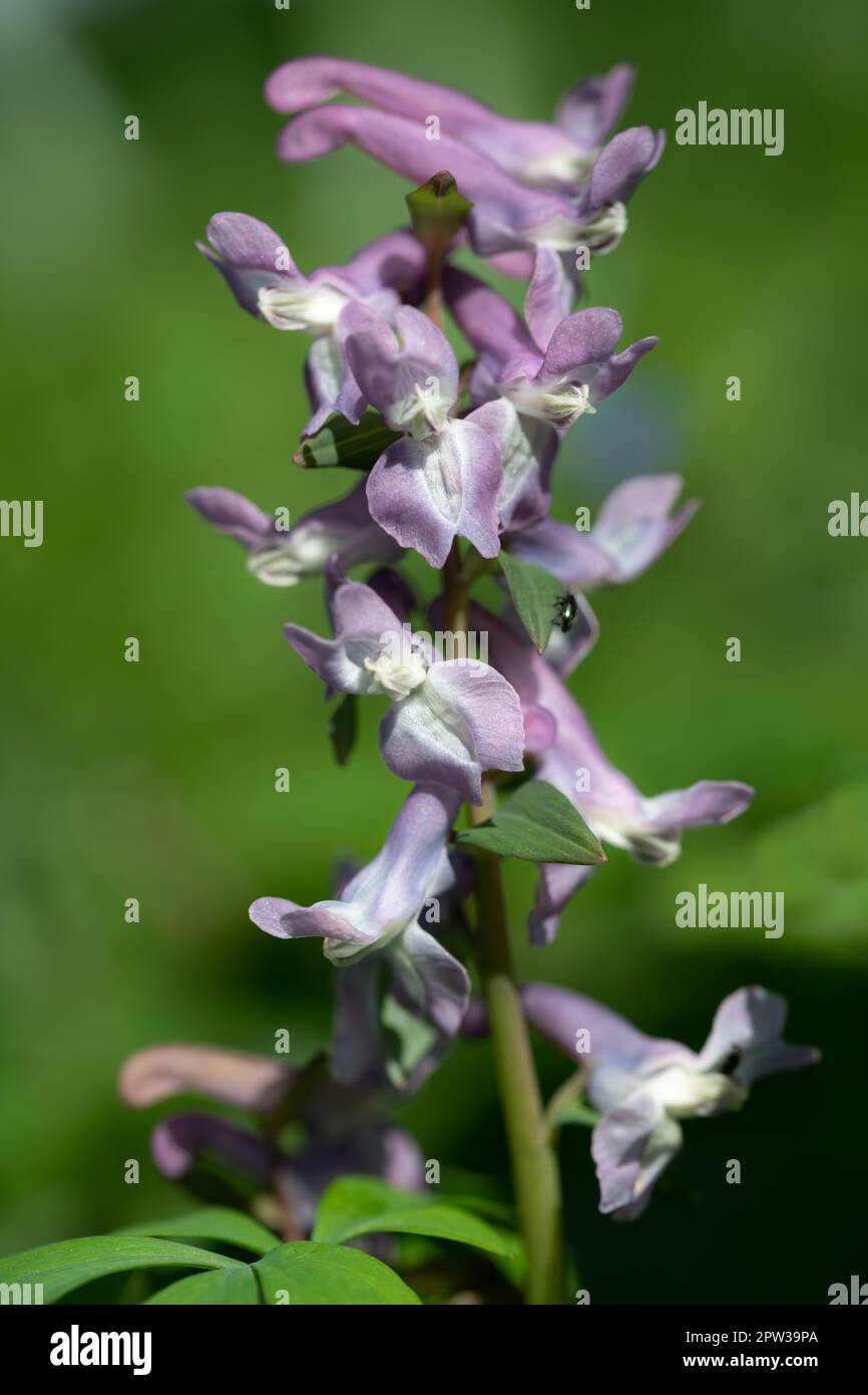 Corydalis flower hi-res stock photography and images - Alamy