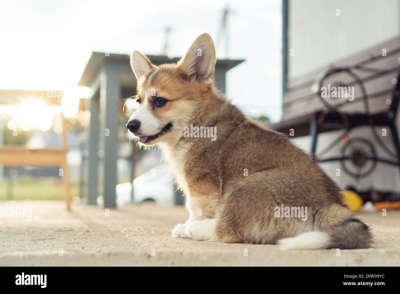 Back view of cute fluffy welsh pembroke corgi puppy sitting on concrete ...