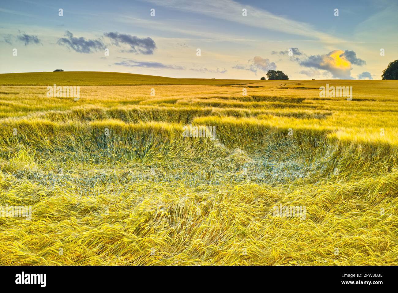 Harvest is soon to come. A series of photos of corn fields at sunset ...