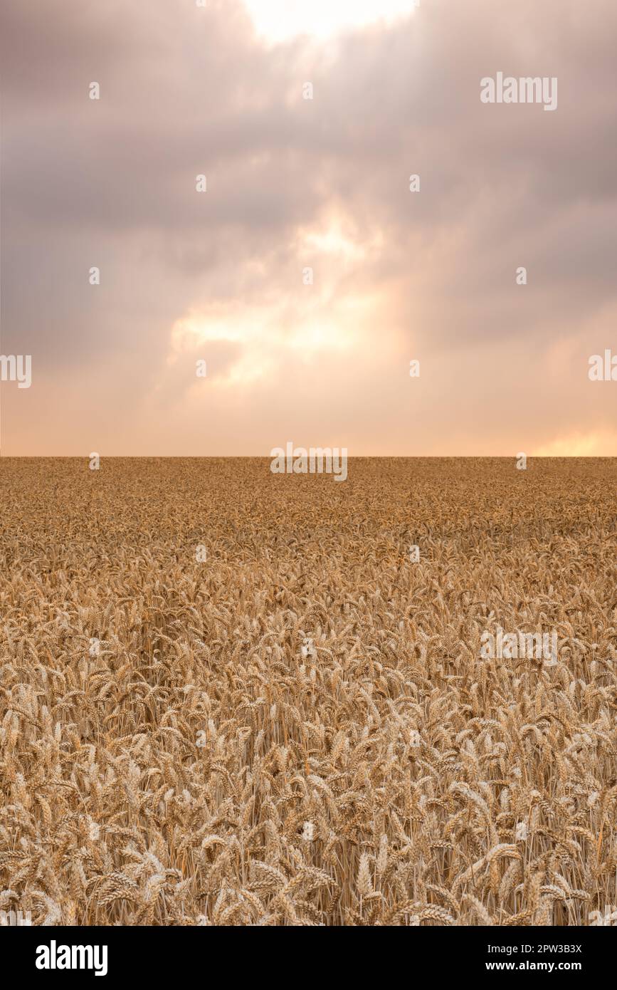 Harvest is soon to come. A series of photos of corn fields at sunset ...