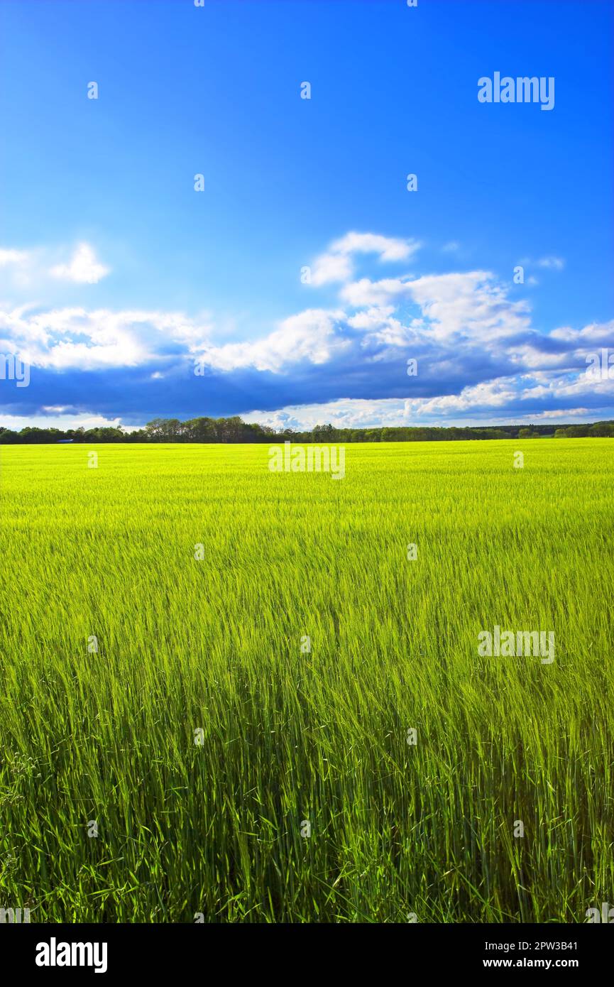 Springtime in the countryside. Farmland in springtime - Jutland ...