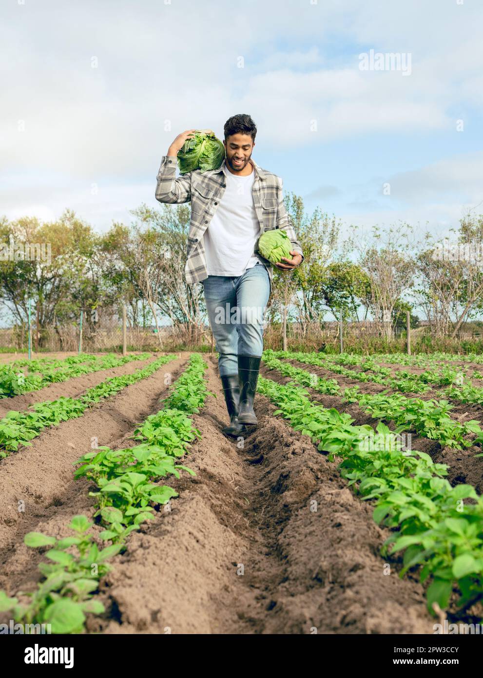 Farmer, vegetables farm and agriculture sustainability for healthy food ...