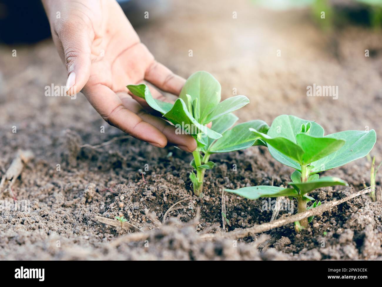 Farm, hand and plant of farmer on agriculture field for harvest and eco ...