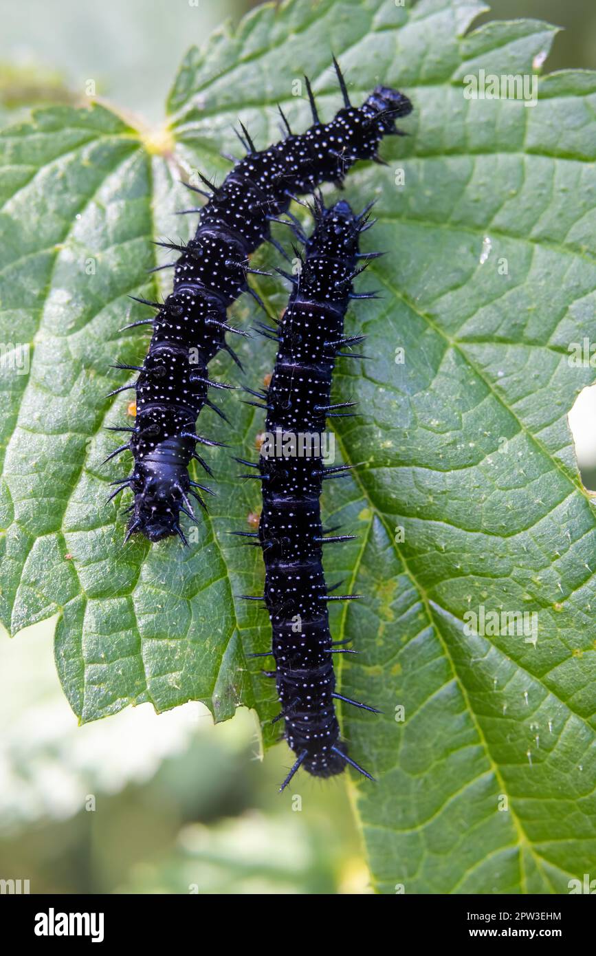 Caterpillars on nettle leaves hi-res stock photography and images - Alamy