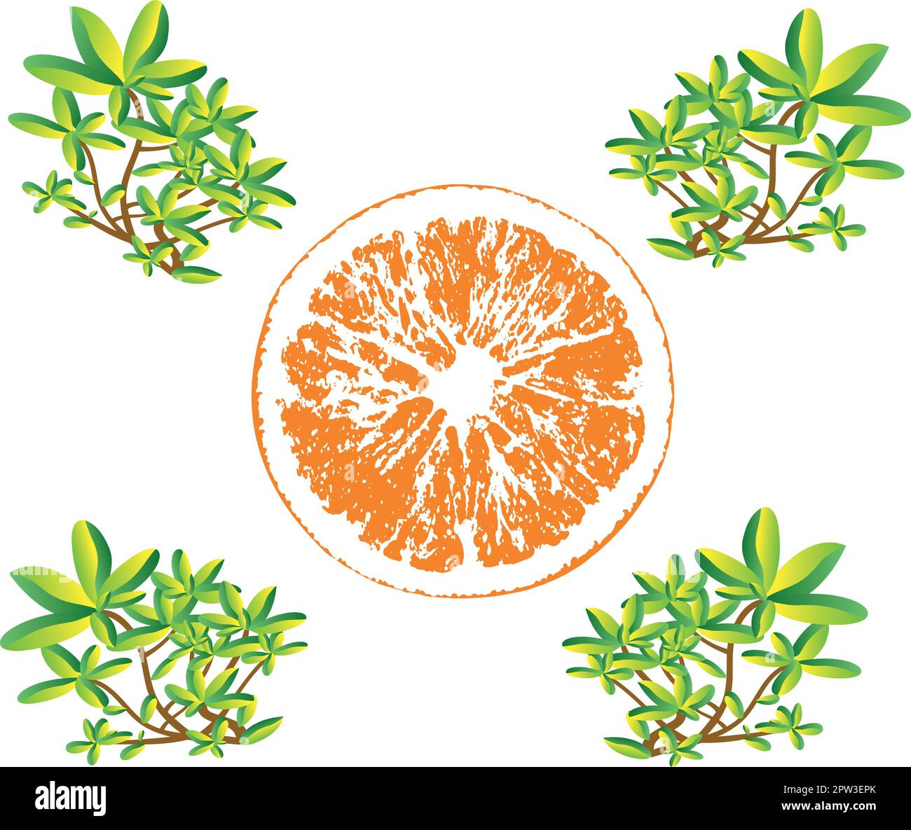 Background branches fresh citrus Stock Vector Images - Alamy