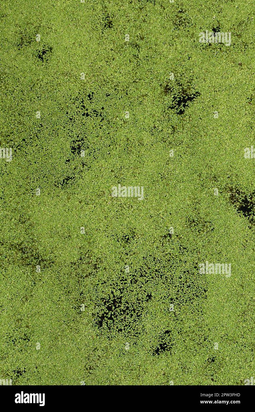 Texture of swamp water dotted with green duckweed and marsh vegetation Stock Photo - Alamy