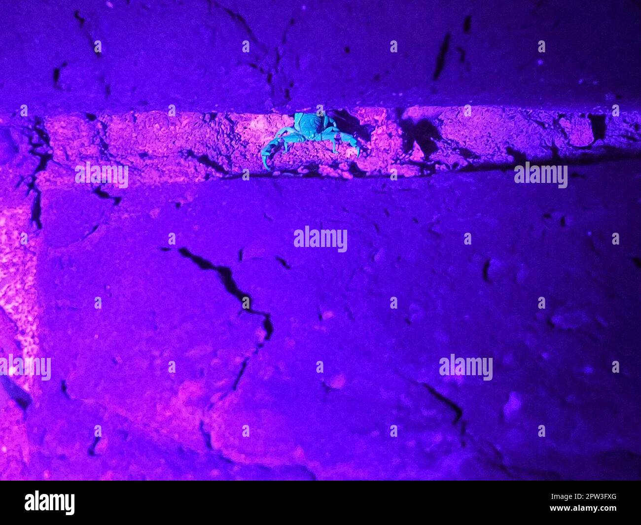 Sheerness, Kent, UK. 28th Apr, 2023. A yellow-tailed scorpion seen in a ...