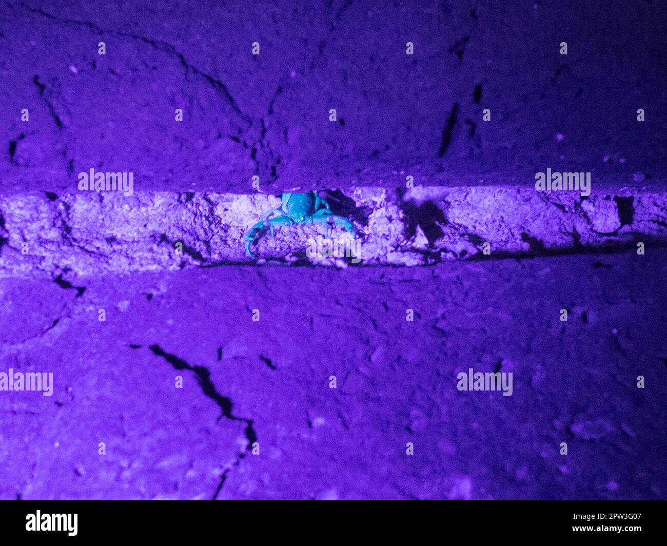 Sheerness, Kent, UK. 28th Apr, 2023. A yellow-tailed scorpion seen in a ...