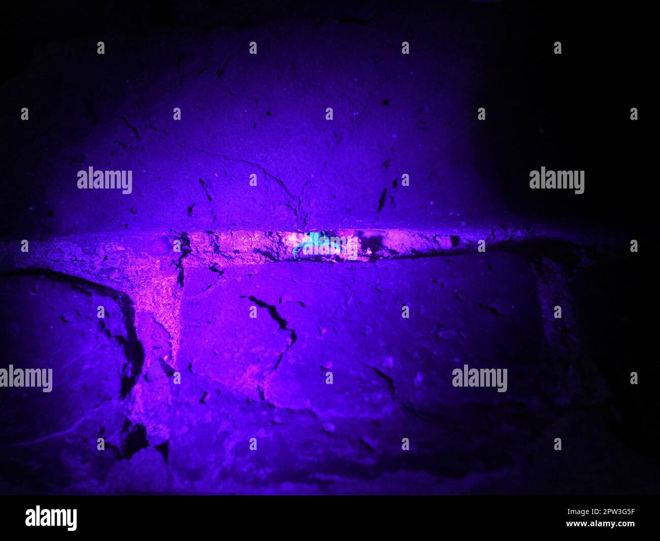 Sheerness, Kent, UK. 28th Apr, 2023. A yellow-tailed scorpion seen in a ...