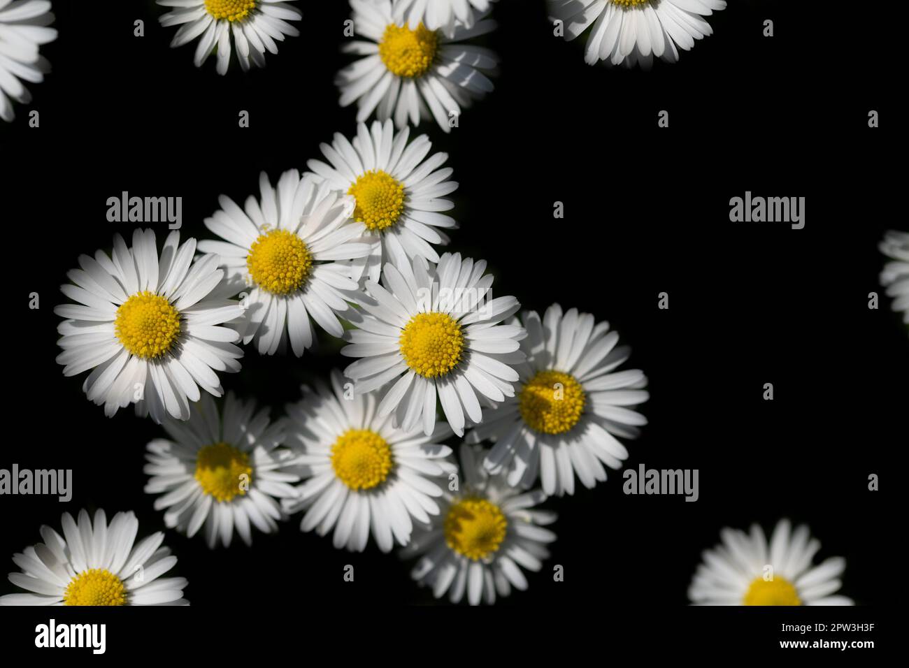 Many small daisies are photographed from above. The background is black ...