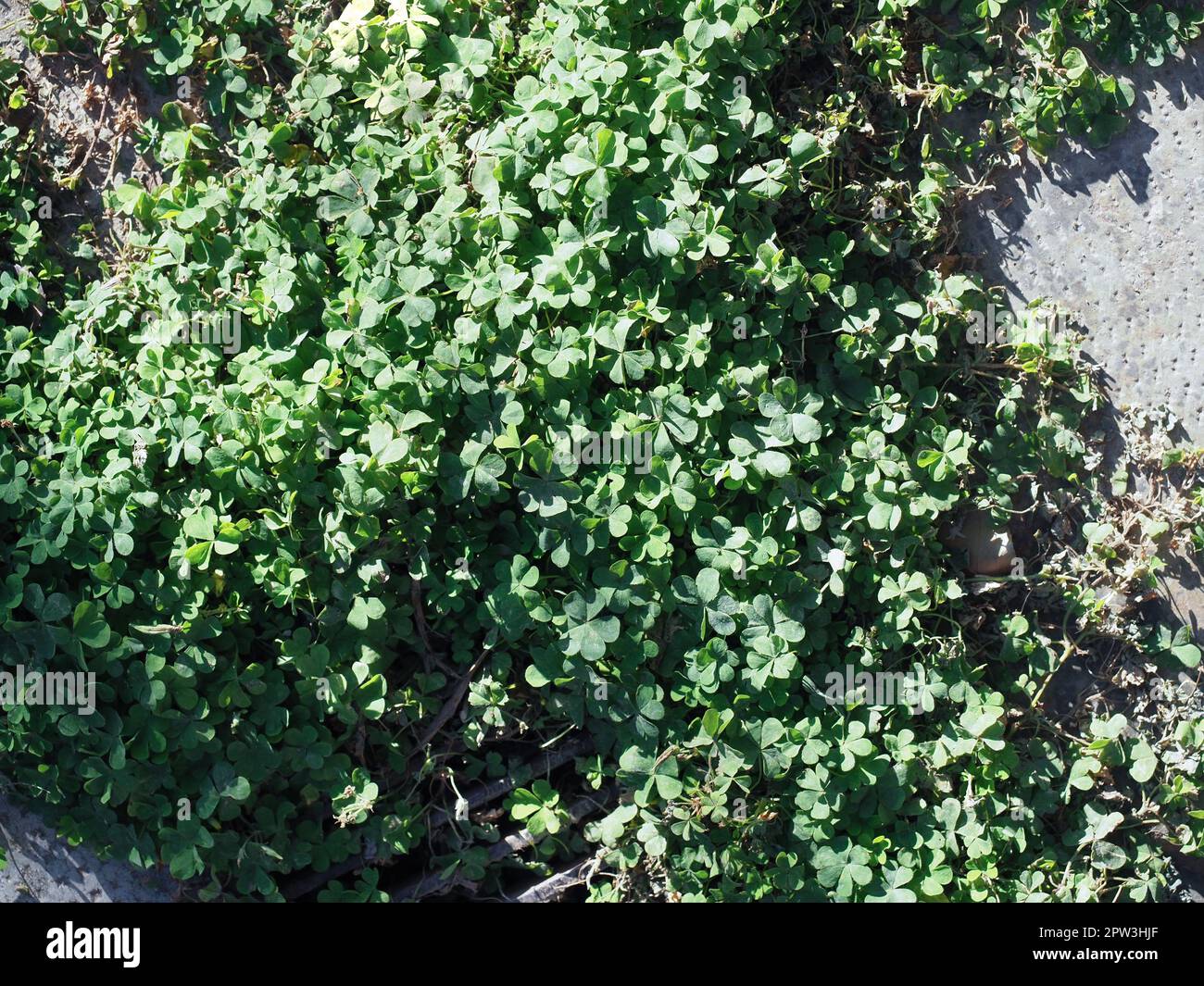 clover aka trefoil plant scientific name Trifolium Stock Photo - Alamy