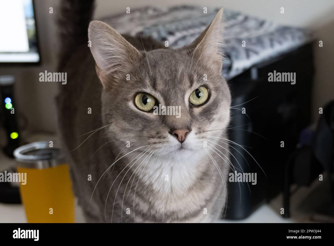 Grey Tabby indoor pet cat is using the big eyes to attract attention to ...