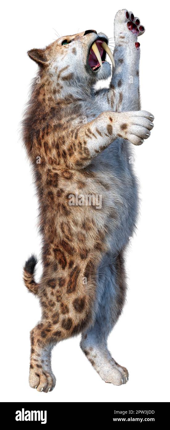 3D rendering of a sabertooth tiger isolated on white background Stock ...