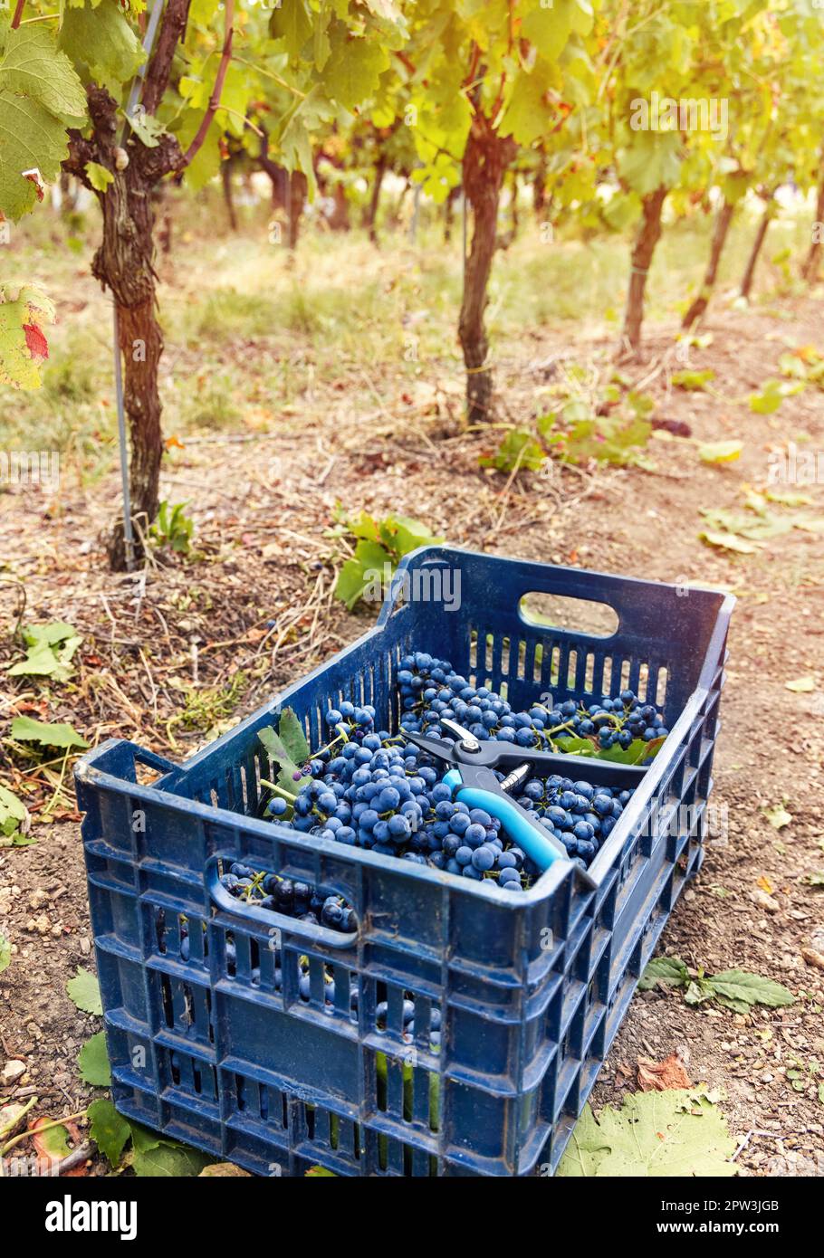 Grapes plastic box hi-res stock photography and images - Alamy