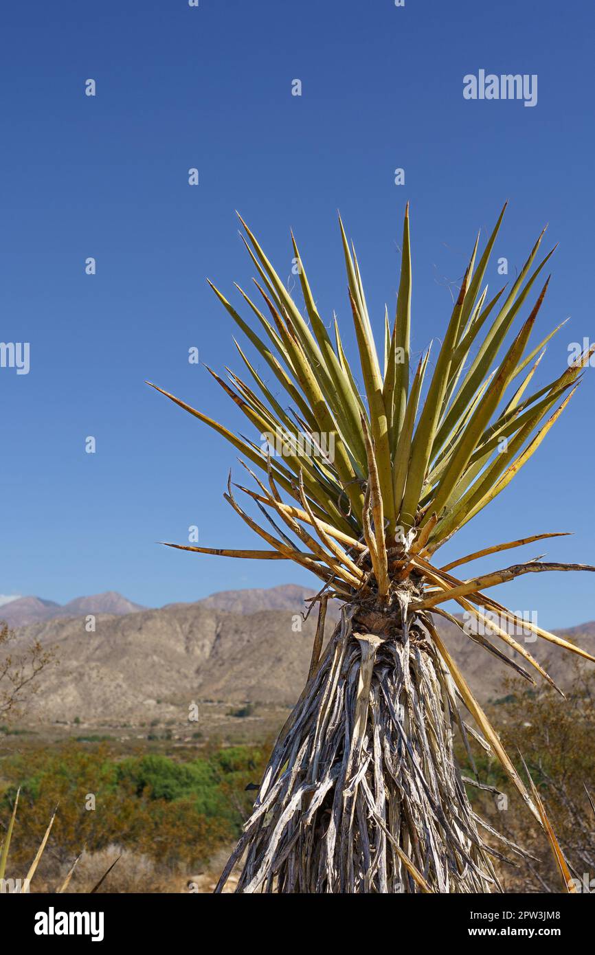 Mojave Yucca Plant in the Mojave Desert with Mountains in the ...