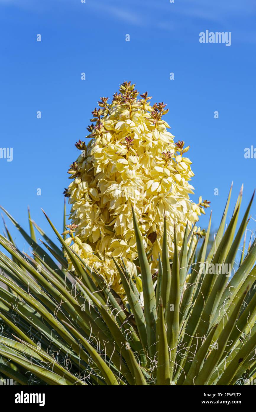 Flowering bloom of a Mojave Yucca (Yucca schidigera) at Joshua Tree ...