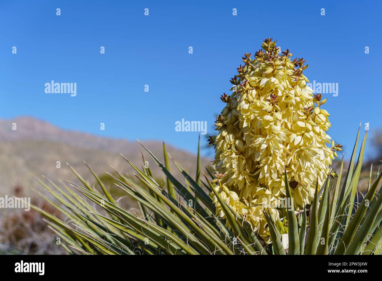 Flowering bloom of a Mojave Yucca (Yucca schidigera) at Joshua Tree ...