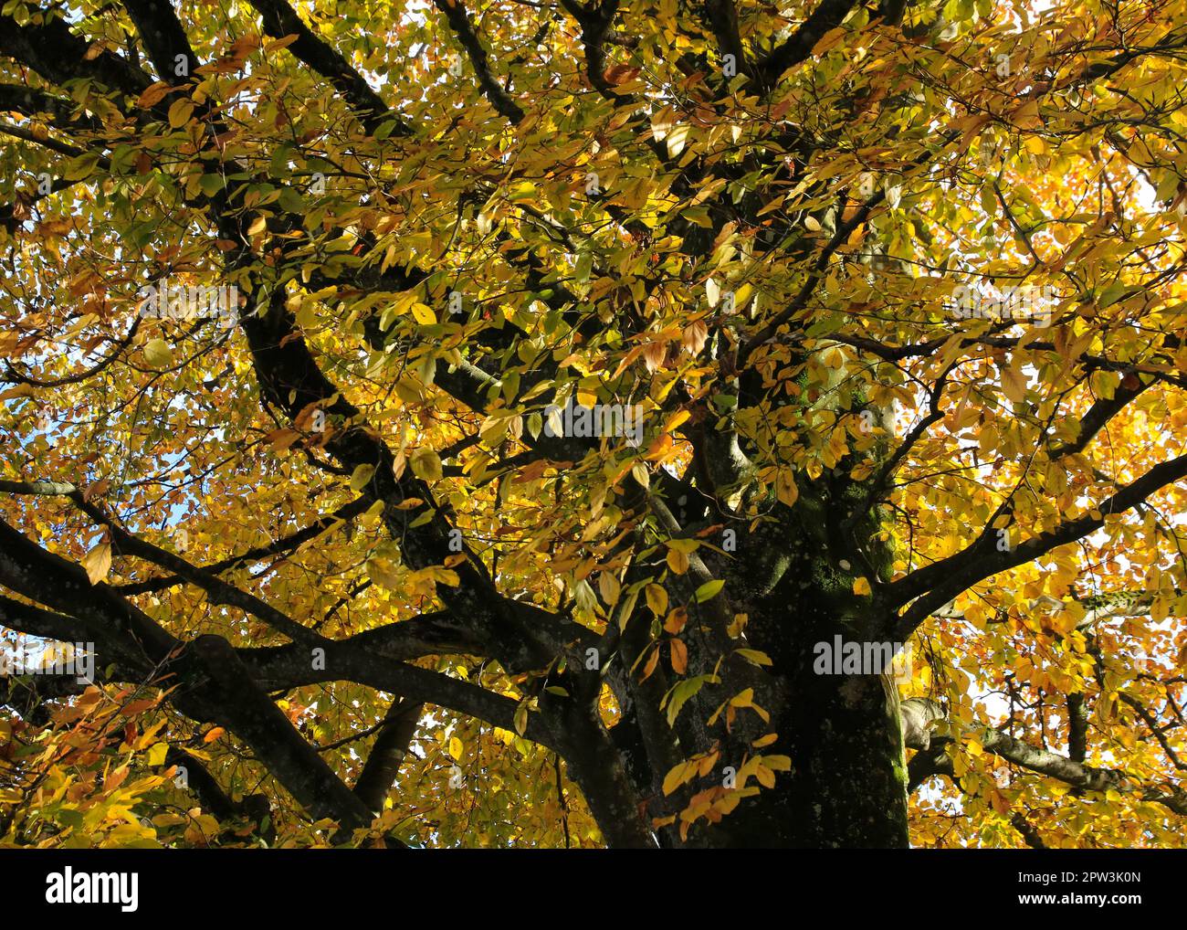 Big beech tree hi-res stock photography and images - Alamy