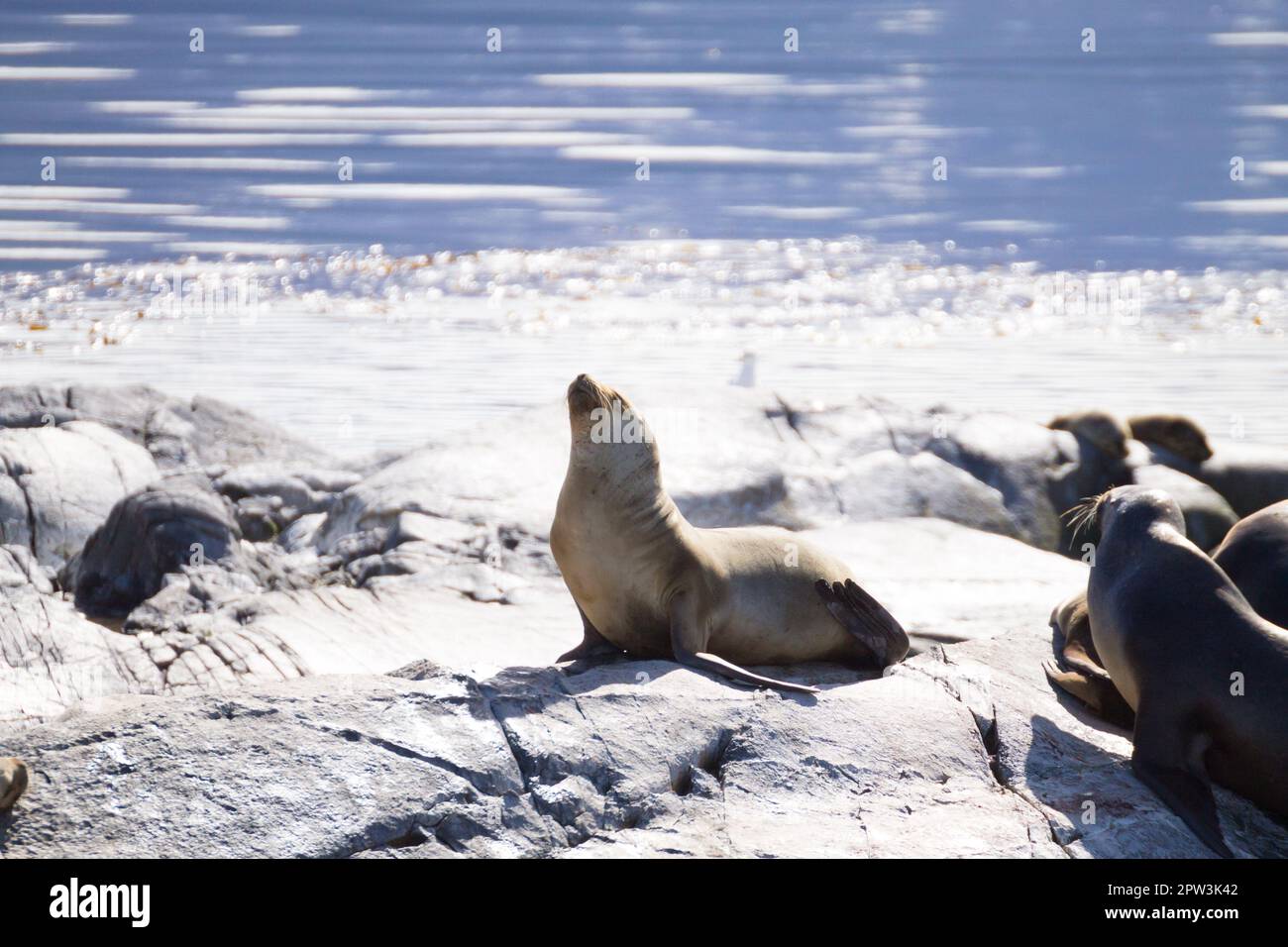 South American sea lion colony on Beagle channel, Argentina wildlife ...