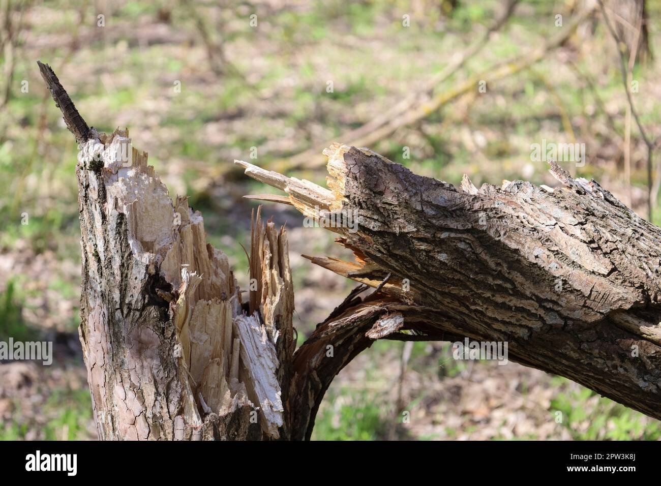 Timber hurricane hi-res stock photography and images - Alamy