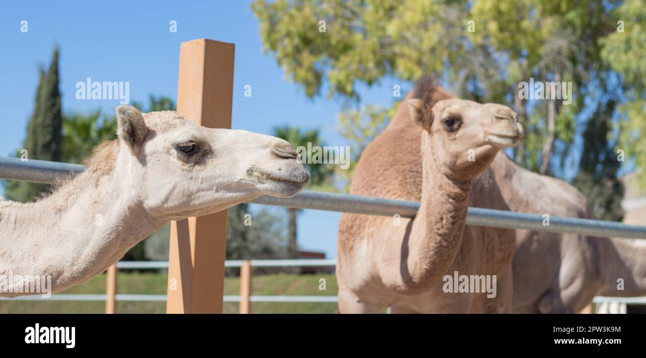 A camel in a pen in clear weather. zoo with wild animals Stock Photo ...