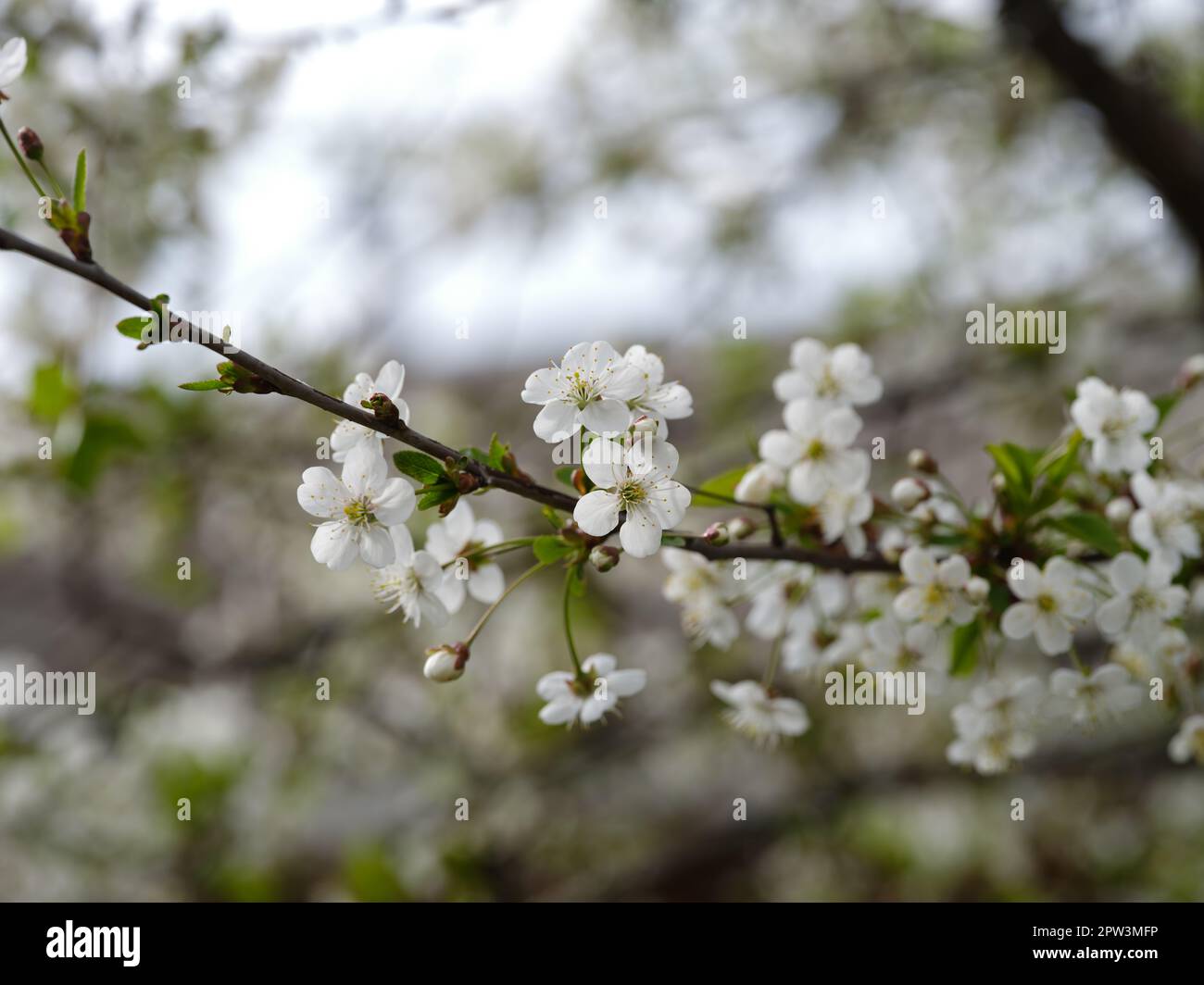 Cherry blossoms on a branch of a cherry tree. Close up Stock Photo - Alamy